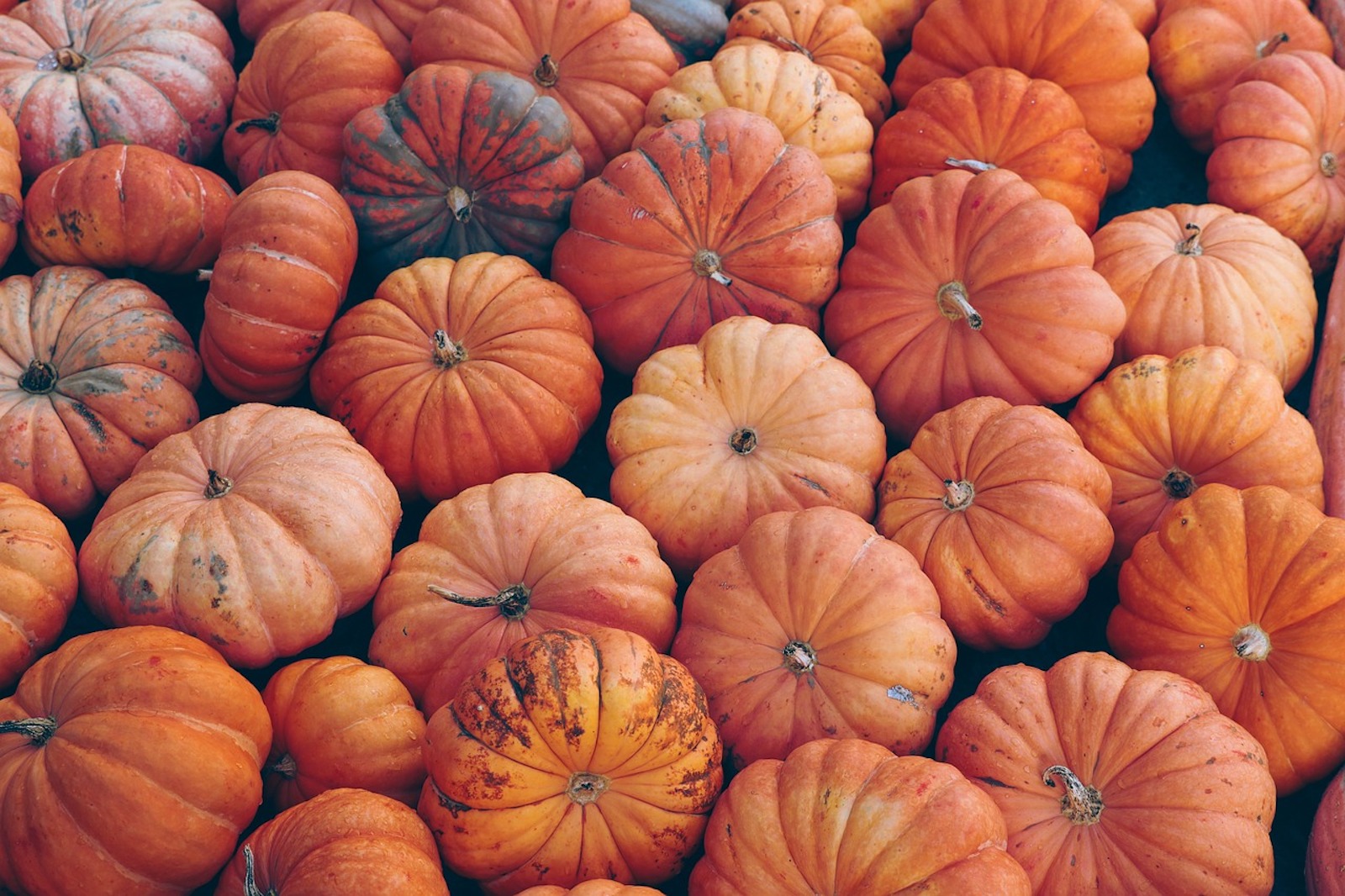 Pumpkins Tumblr Photography
